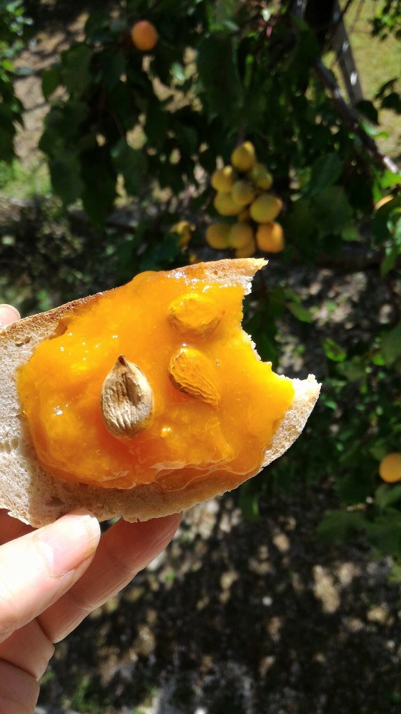 L’albero della marmellata di albicocche con le armelline | farina e ...